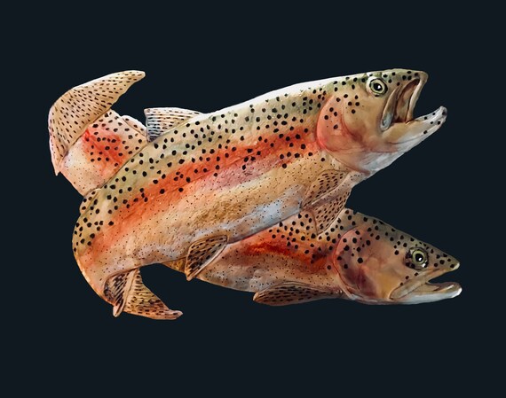 Steelhead Columbia River Redband Rainbow Trout Trout - Etsy