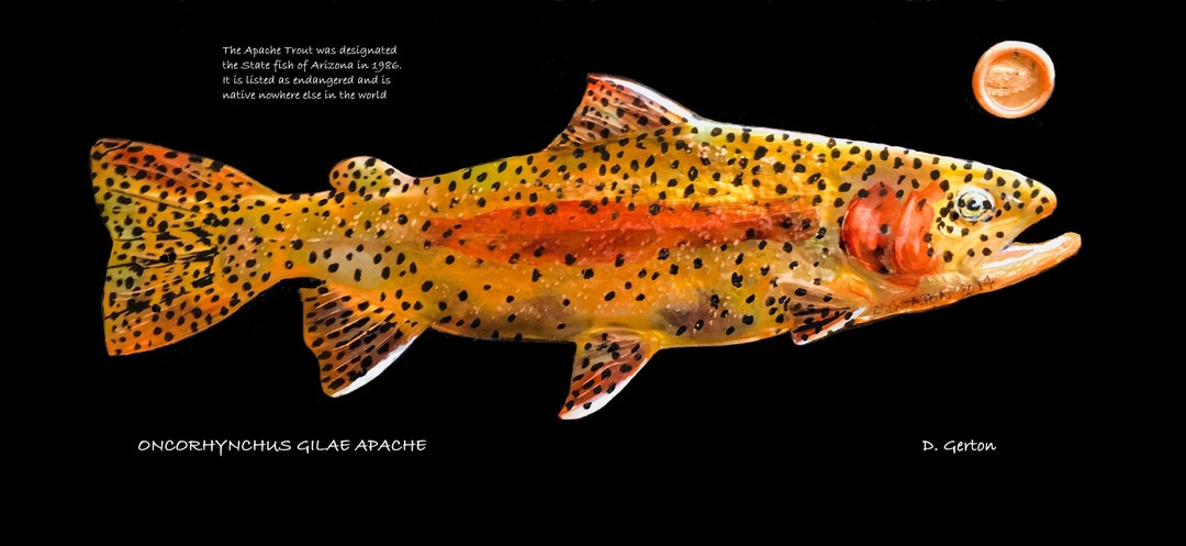 APACHE TROUT, Trout, Nature, State Fish, Arizona, Giclee, Endangered - Etsy