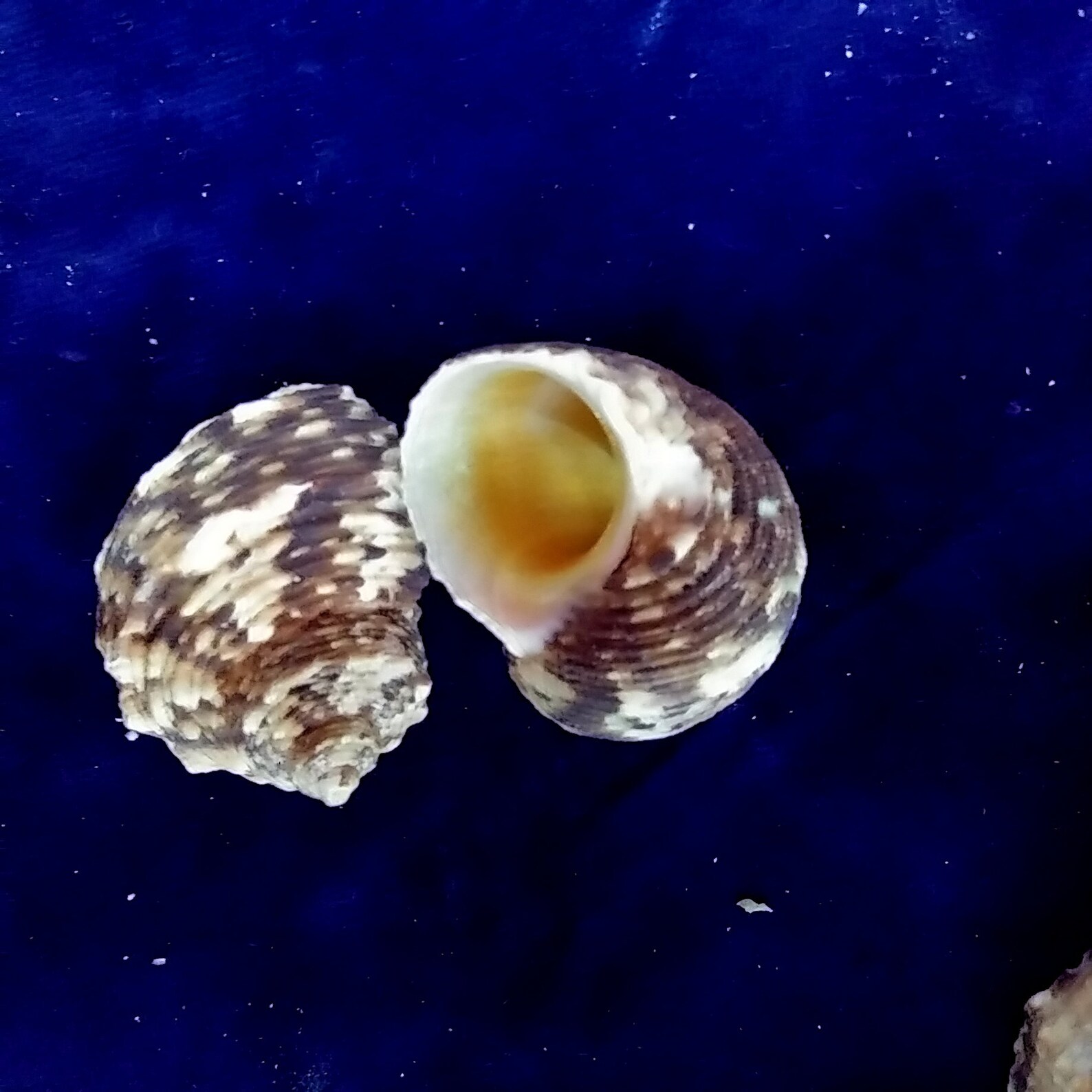 Brown Turbo Turban Shells HERMIT CRABS / CRAFTS / Wedding / Beach House ...