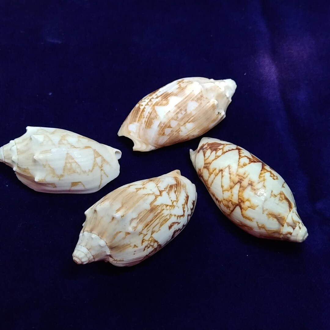 Bat Volute Shells CRAFTS / WEDDING / JEWELRY Beach House Nautical Decor ...