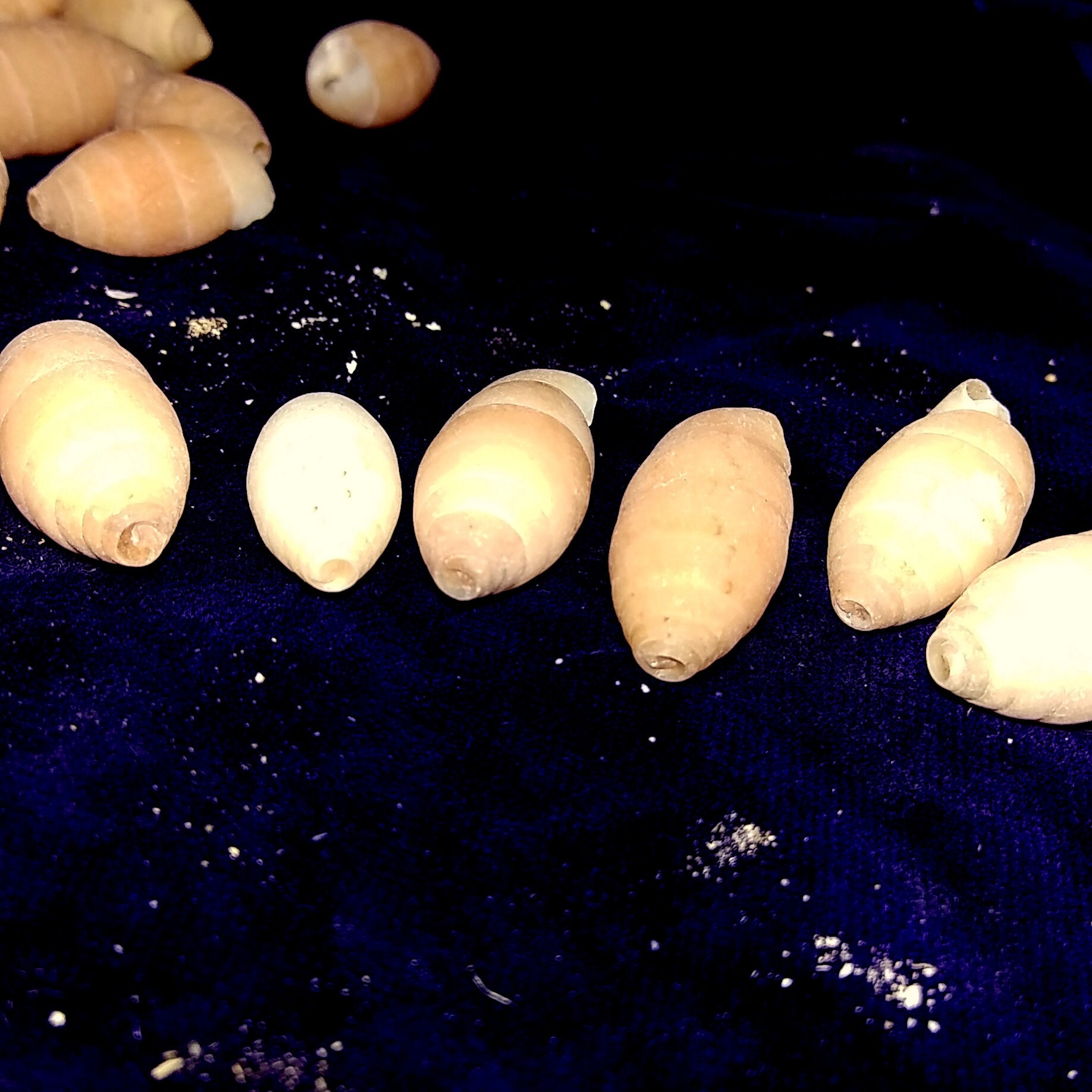 Haitian Bumble Bee Shells CRAFTS / WEDDING / JEWELRY Beach House ...