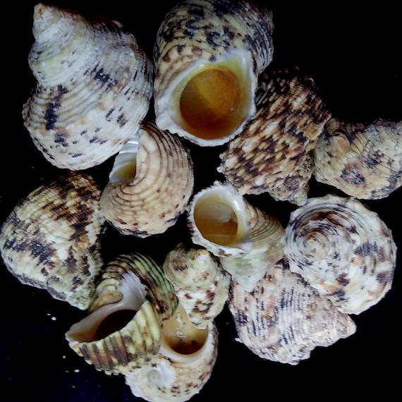 Brown Turbo Turban Shells HERMIT CRABS / CRAFTS / Wedding / - Etsy