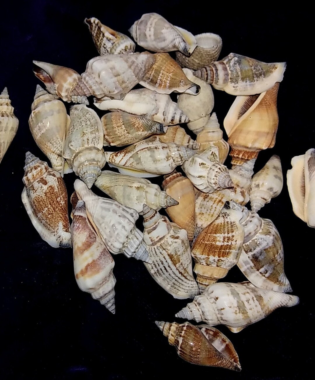 Brown Chula Seashells - Mini Conch Shells CRAFTS / WEDDING / JEWELRY ...