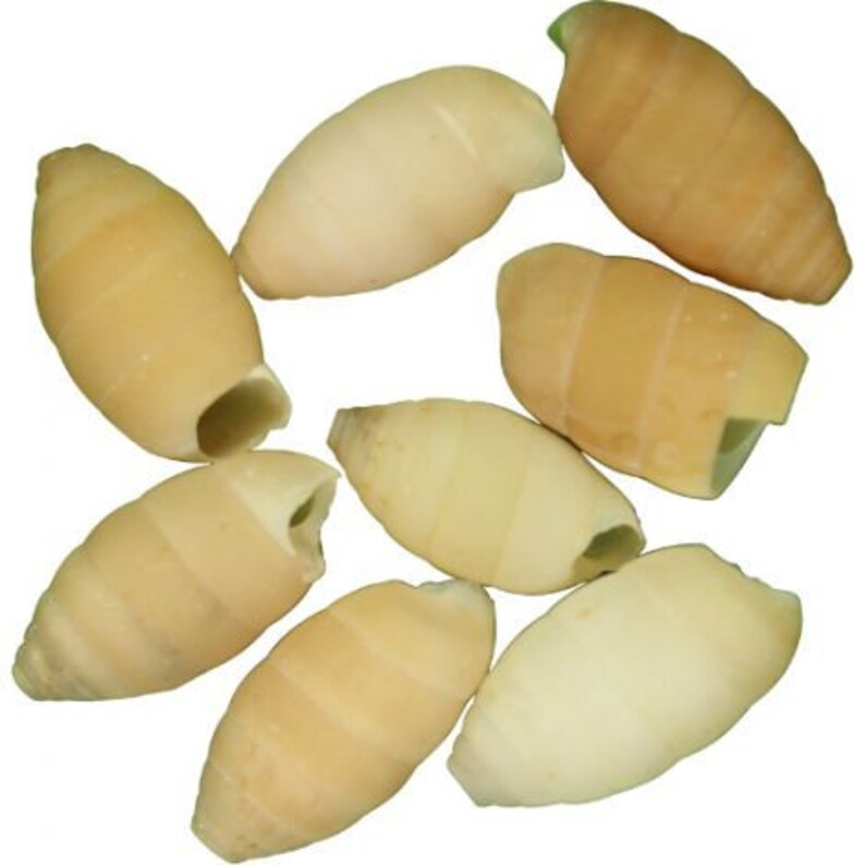 Haitian Bumble Bee Shells CRAFTS / WEDDING / JEWELRY Beach House ...