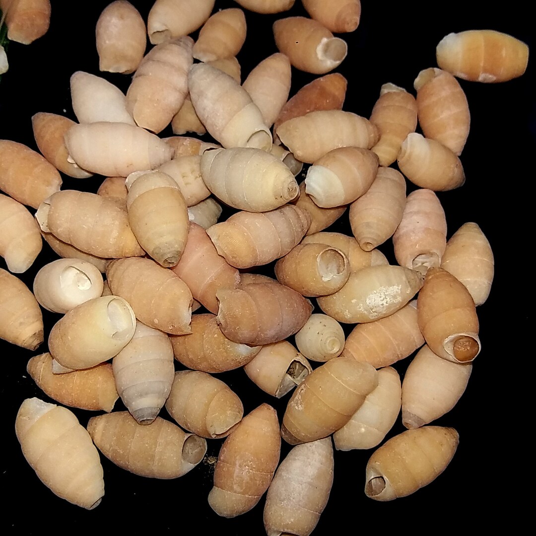 Haitian Bumble Bee Shells CRAFTS / WEDDING / JEWELRY Beach House ...