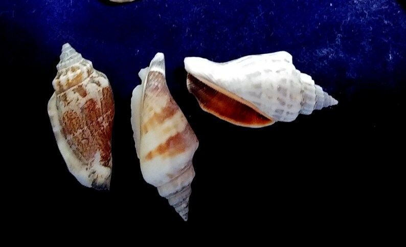 Brown Chula Seashells - Mini Conch Shells CRAFTS / WEDDING / JEWELRY ...