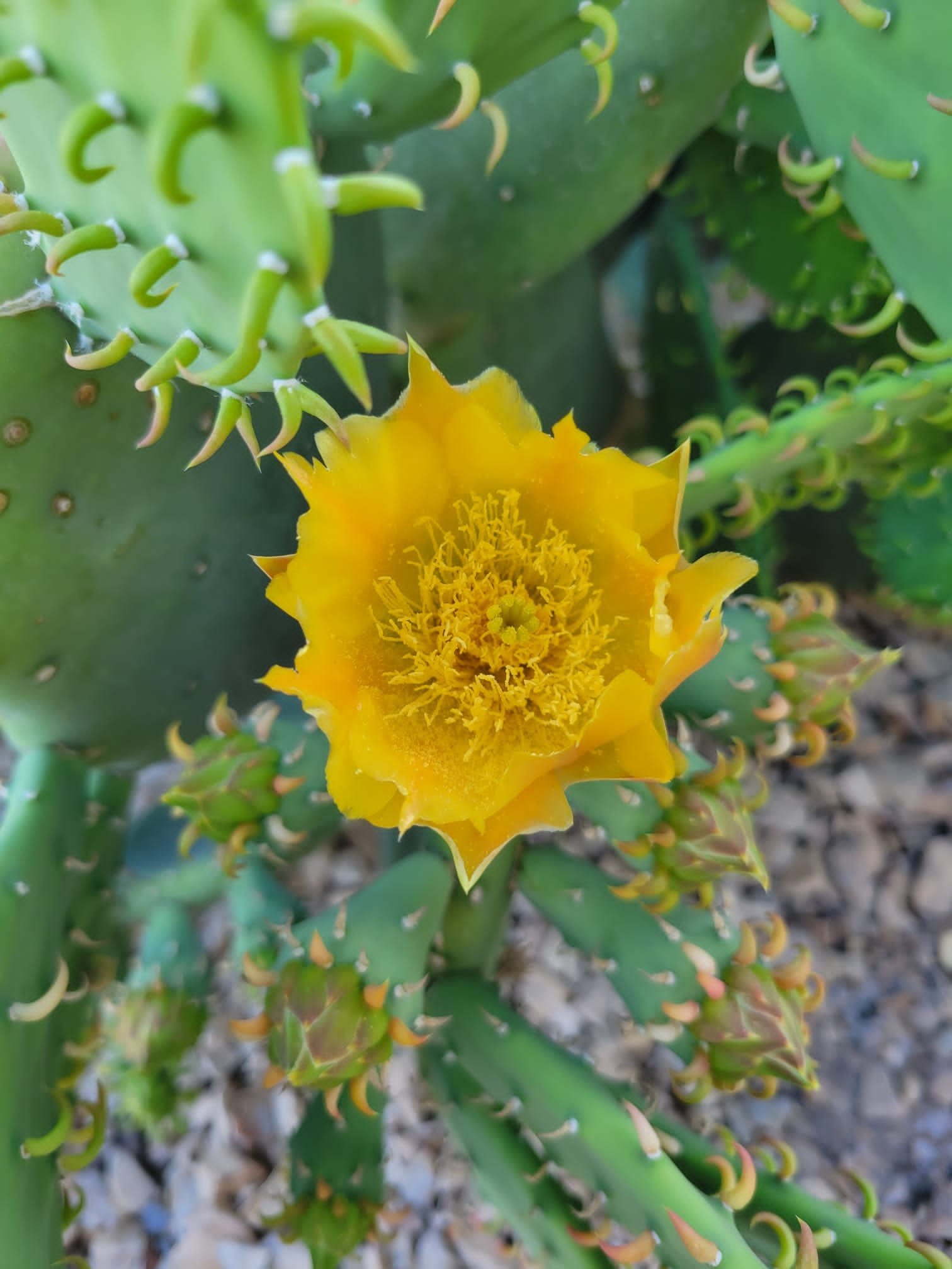 Nopal espinoso sin espinas "Cacanapa Ellisiana" - One Pad Winter hardy ...