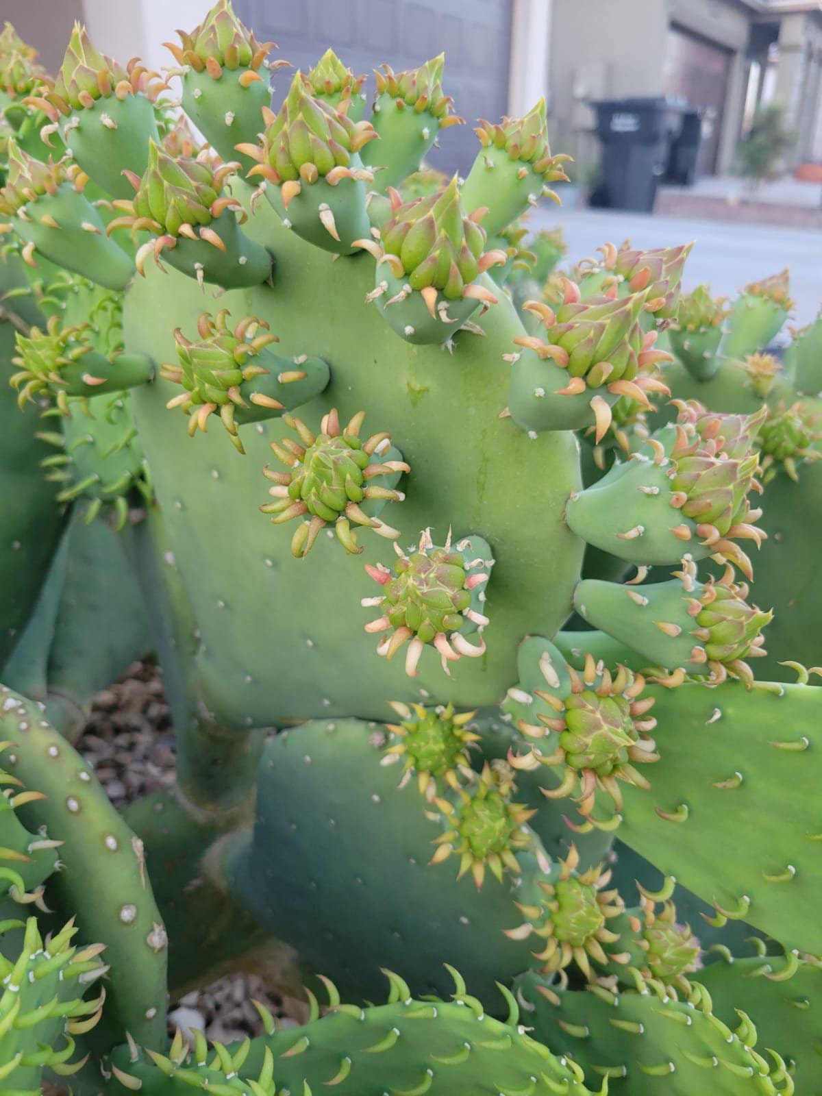 Nopal espinoso sin espinas "Cacanapa Ellisiana" - One Pad Winter hardy ...