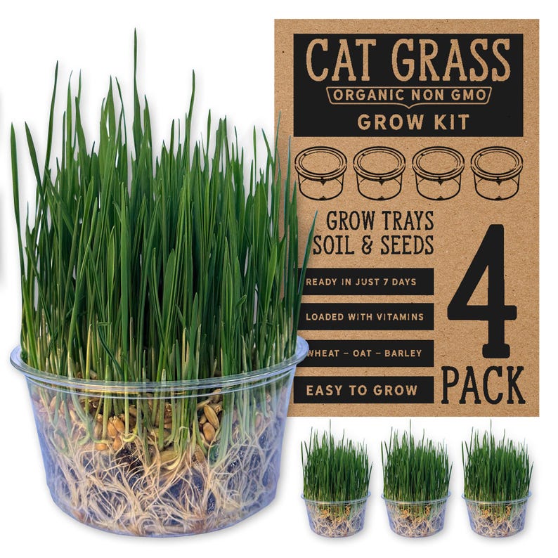 Organic Cat Grass Grow Kit: Wheat, Oat & Barley - 4 Pack - Etsy