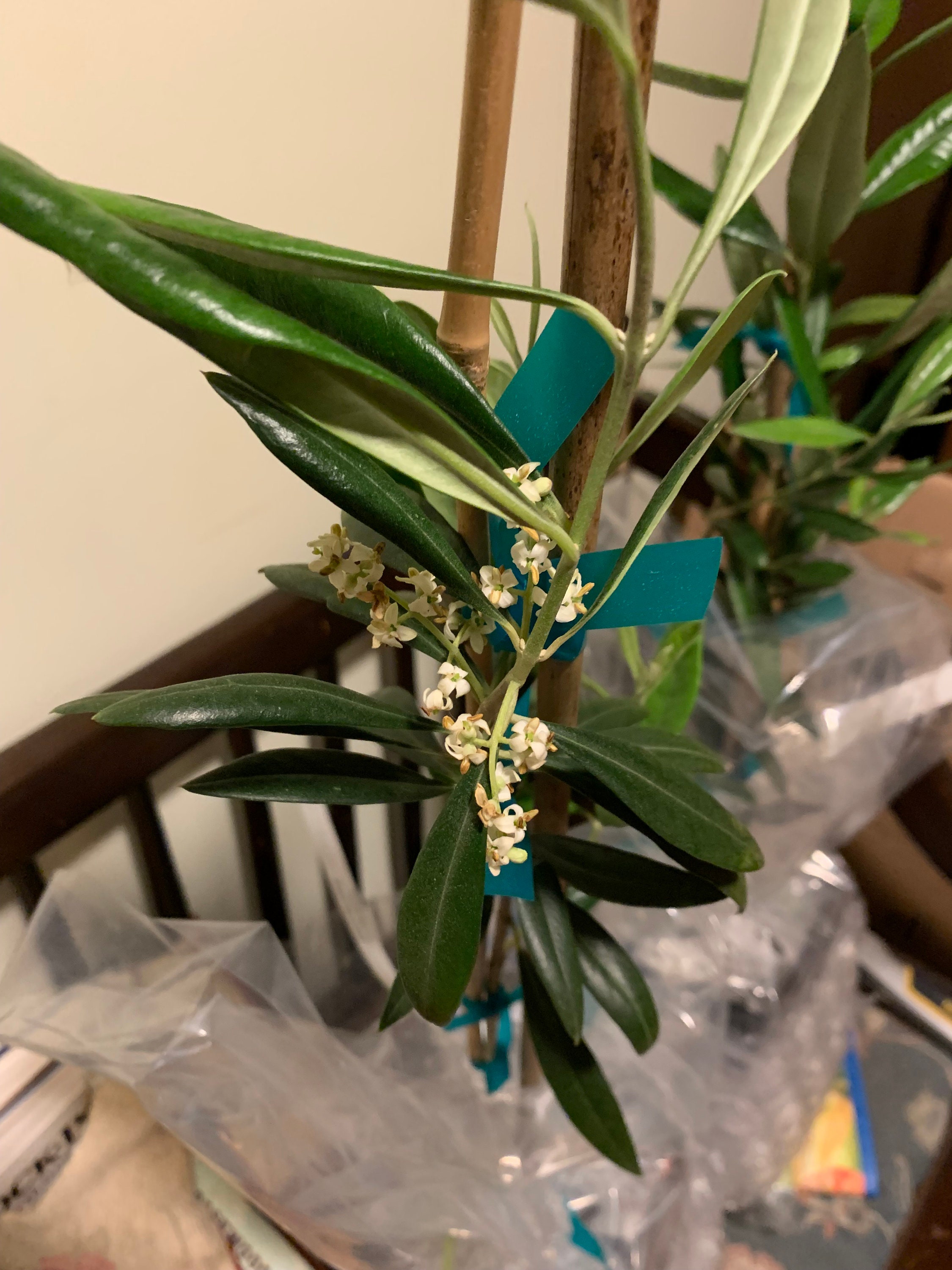 Sicilian Olive Trees nocellara Del Belice Castelvetrano - Etsy