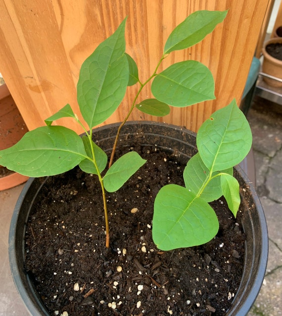 Organic Paw Paw Seedling Etsy