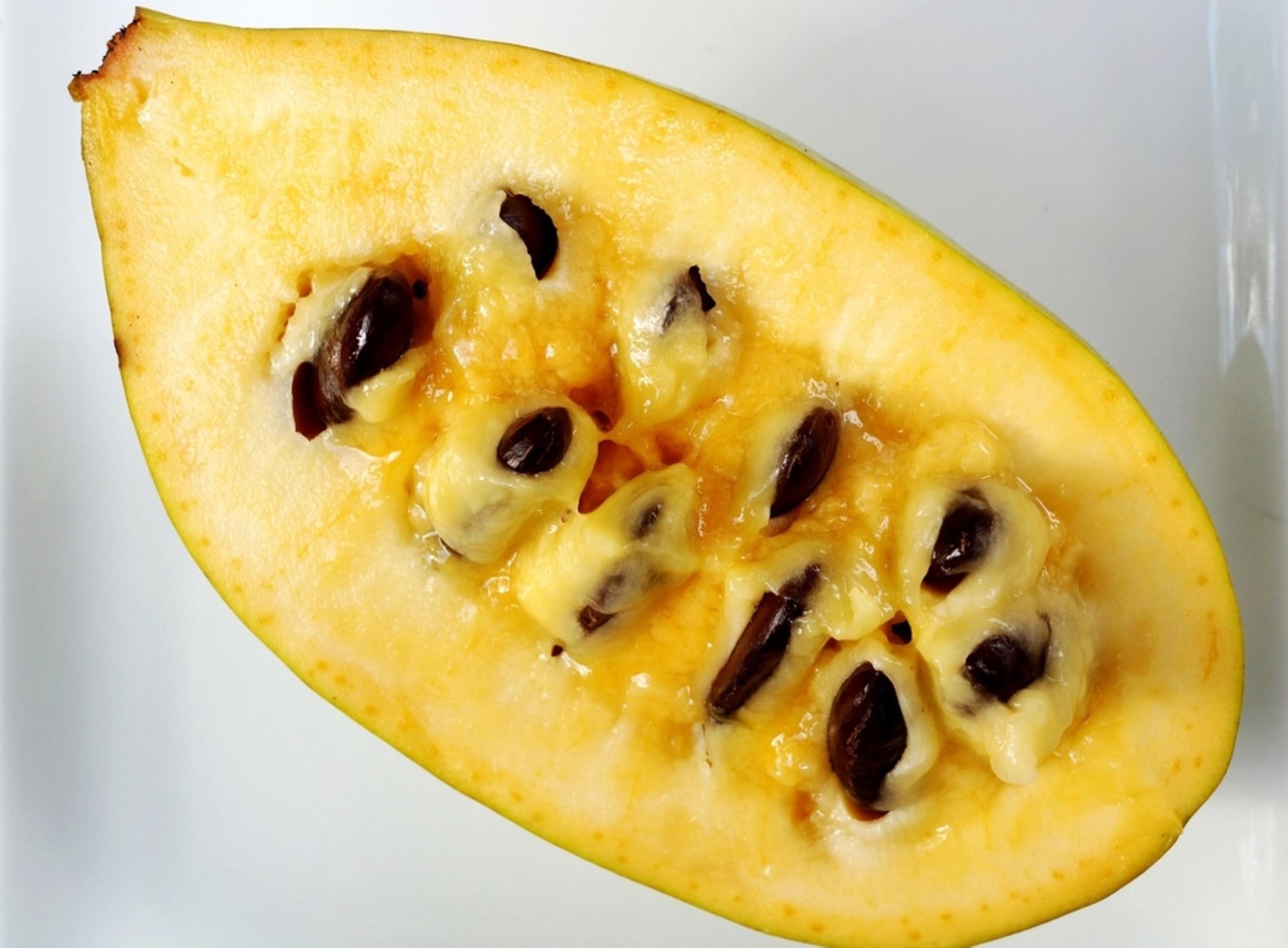 Pennsylvania Golden Grafted - Paw Paw - Etsy