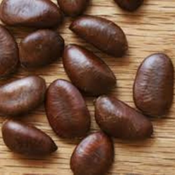 Paw Paw Seeds - Etsy