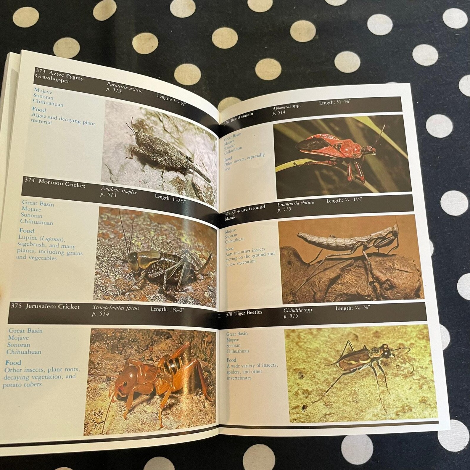 Deserts - the Audobon Society Nature Guides (1987 Softcover Edition) - Etsy