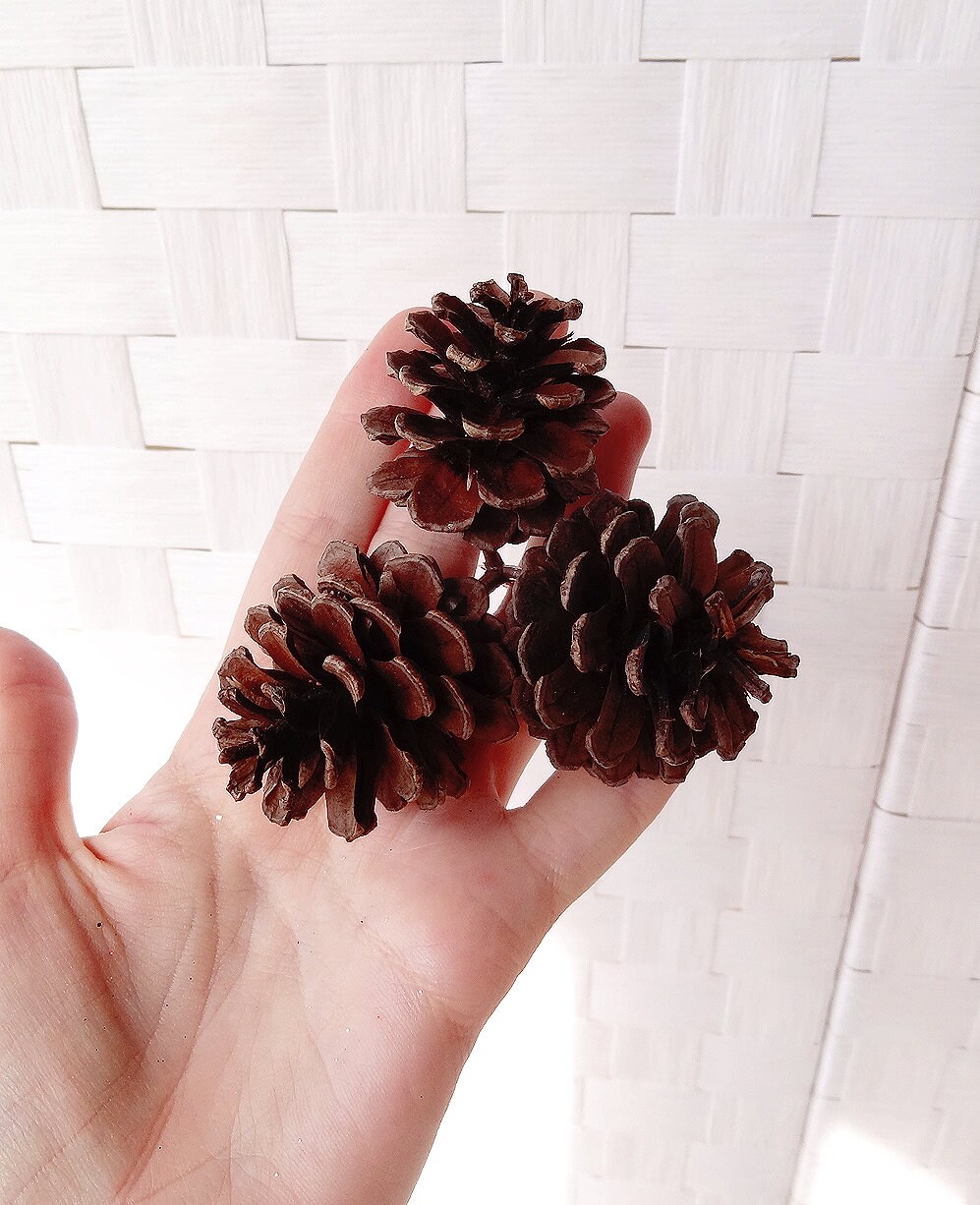 SET of 4 Pine Cone Picks Pinecone Picks Floral Picks - Etsy
