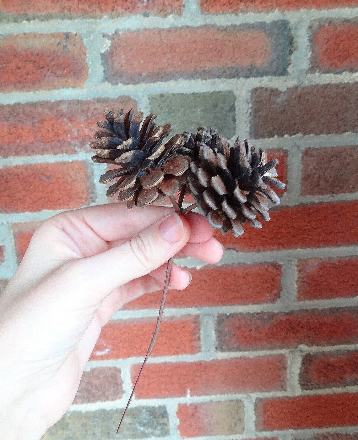 SET of 4 Pine Cone Picks Pinecone Picks Floral Picks - Etsy