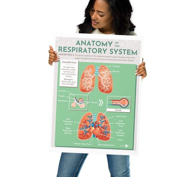Respiratory System Poster - Etsy