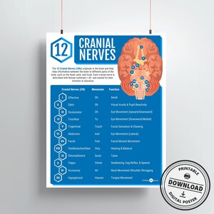 12 Cranial Nerves Print | DIGITAL DOWNLOAD | Neurology Gift | Doctor ...