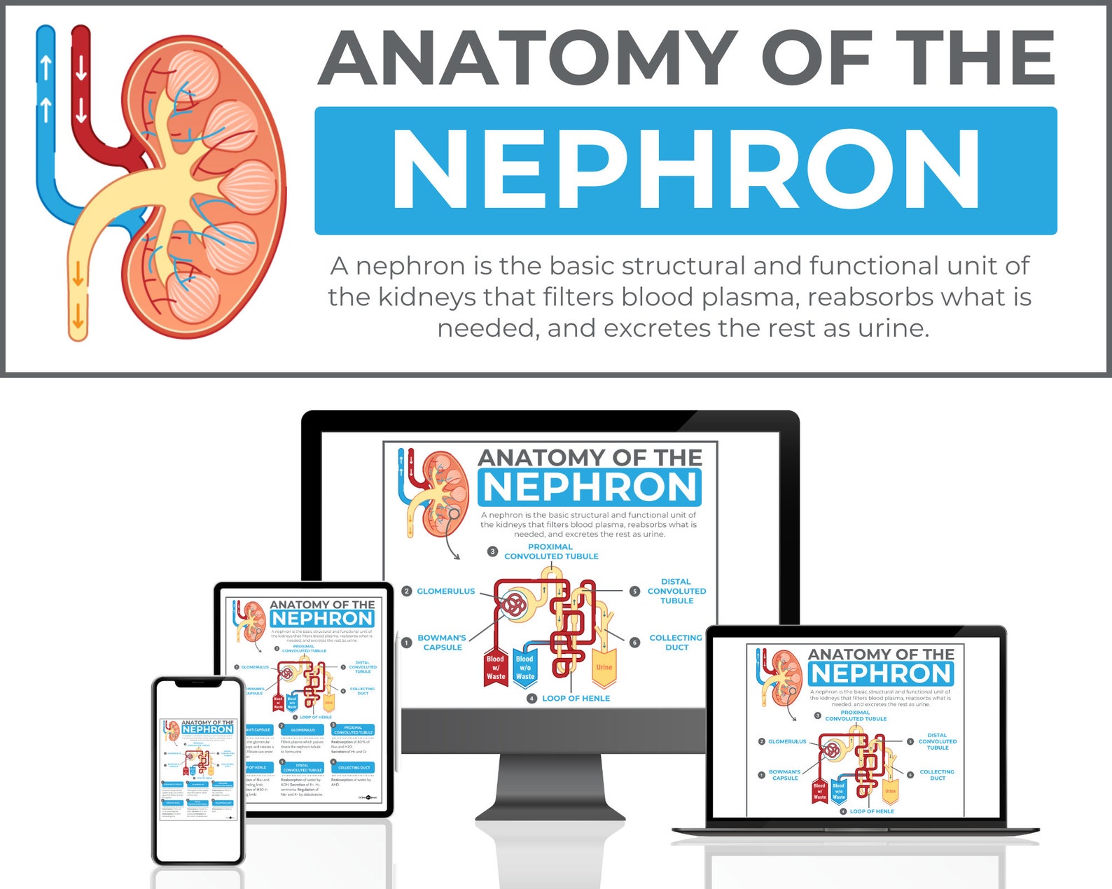 Anatomy of Nephron Print DIGITAL DOWNLOAD Nephrologist - Etsy