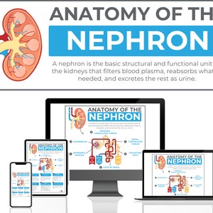 Anatomy of Nephron Print | DIGITAL DOWNLOAD | Nephrologist Gift ...