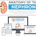 Anatomy of Nephron Print | DIGITAL DOWNLOAD | Nephrologist Gift ...