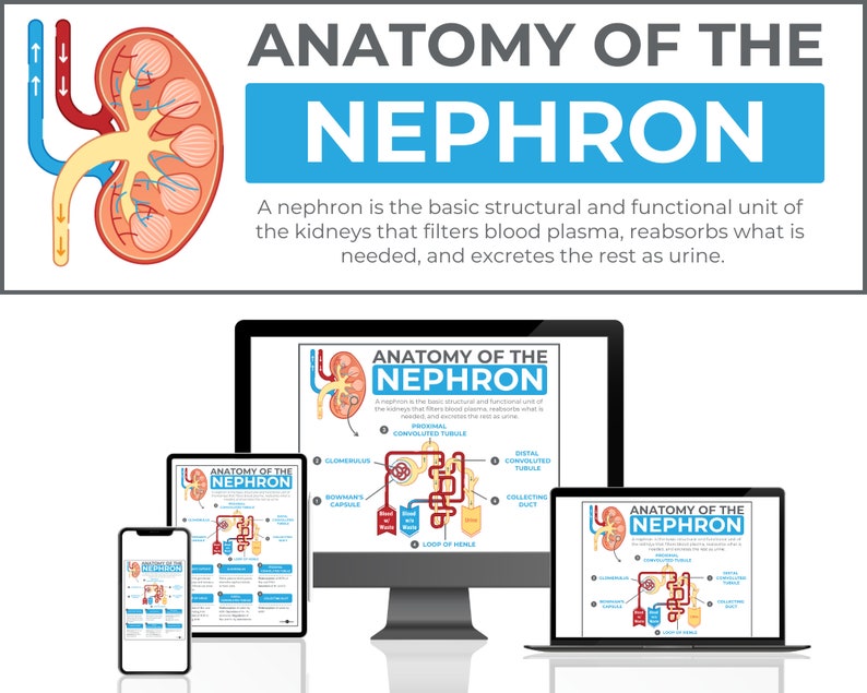 Anatomy of Nephron Print DIGITAL DOWNLOAD Nephrologist Gift Doctor ...