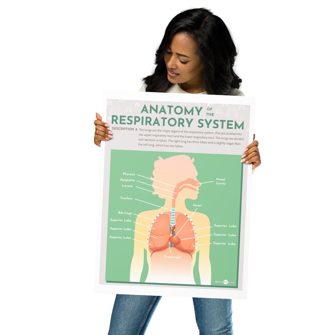 Respiratory System Anatomy Print A | Pulmonologist Gift | Doctor Office ...