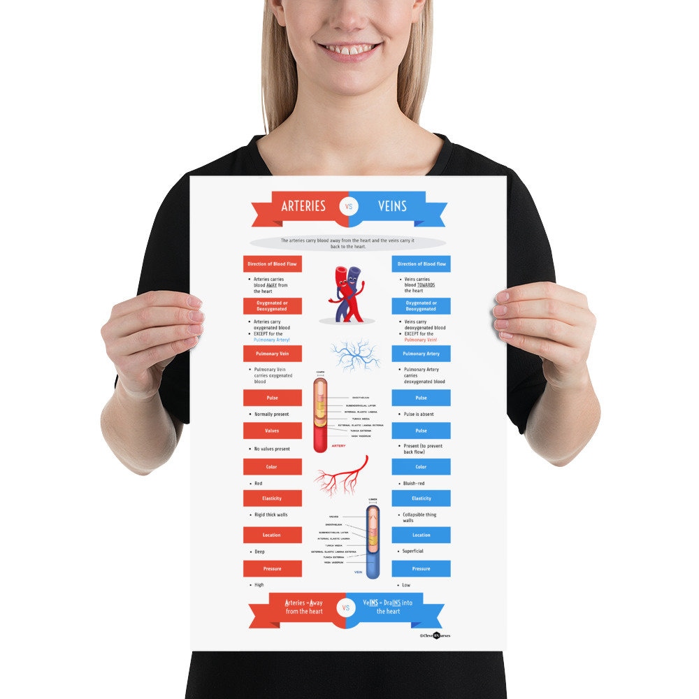 Arteries and Veins Print | Cardiologist Gift | Doctor Office Decor ...