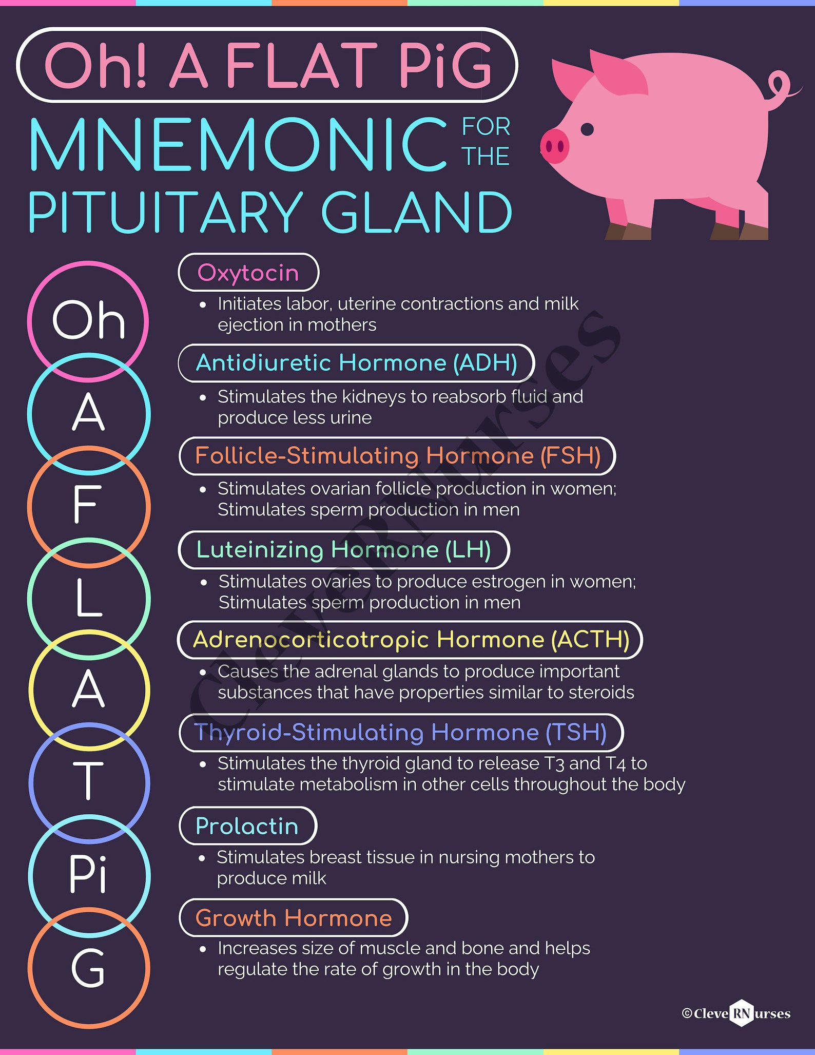 Pituitary Gland Mnemonic Print DIGITAL DOWNLOAD - Etsy