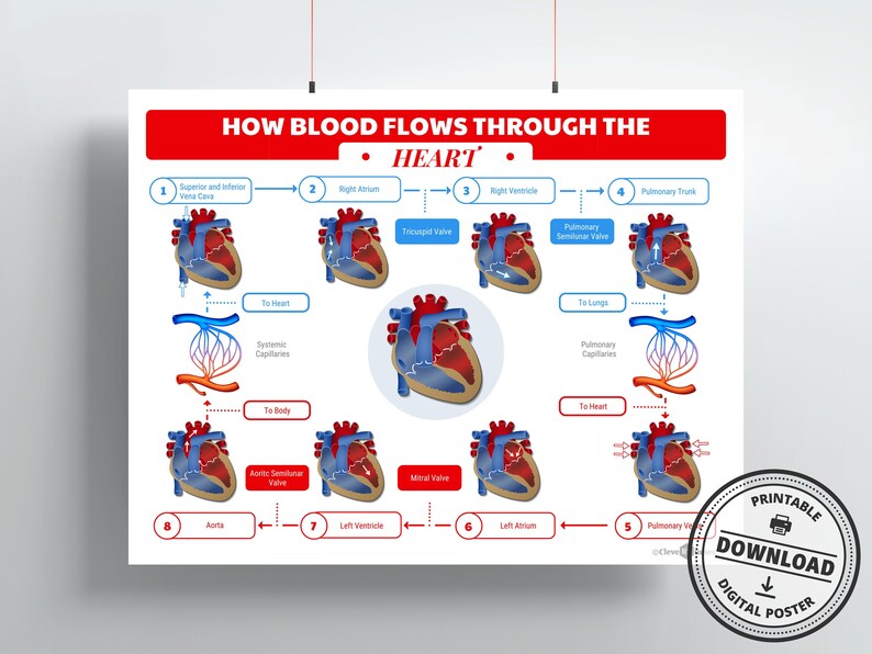 How Blood Flows Through the Heart Print | DIGITAL DOWNLOAD ...