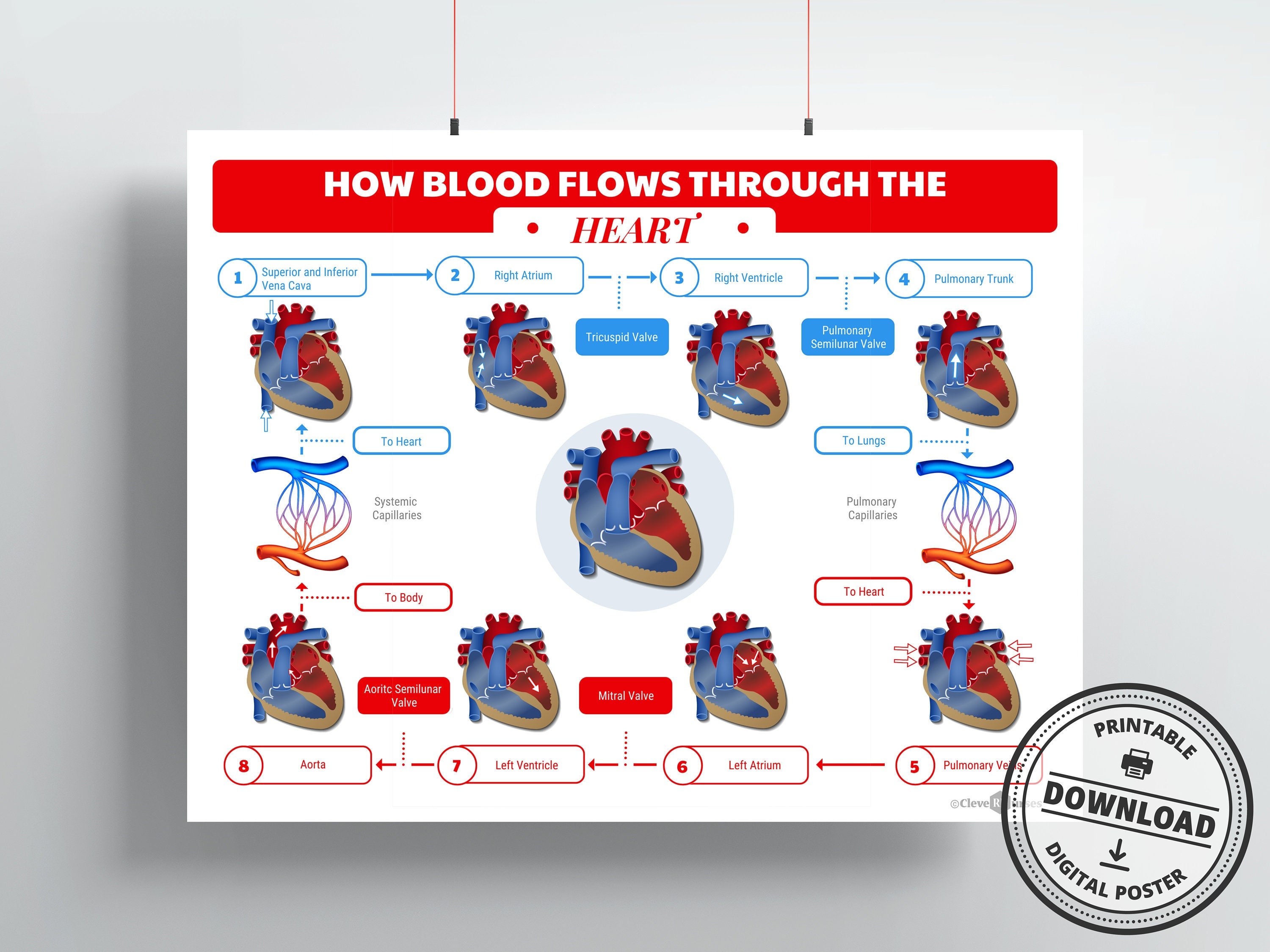 How Blood Flows Through the Heart Print | DIGITAL DOWNLOAD ...