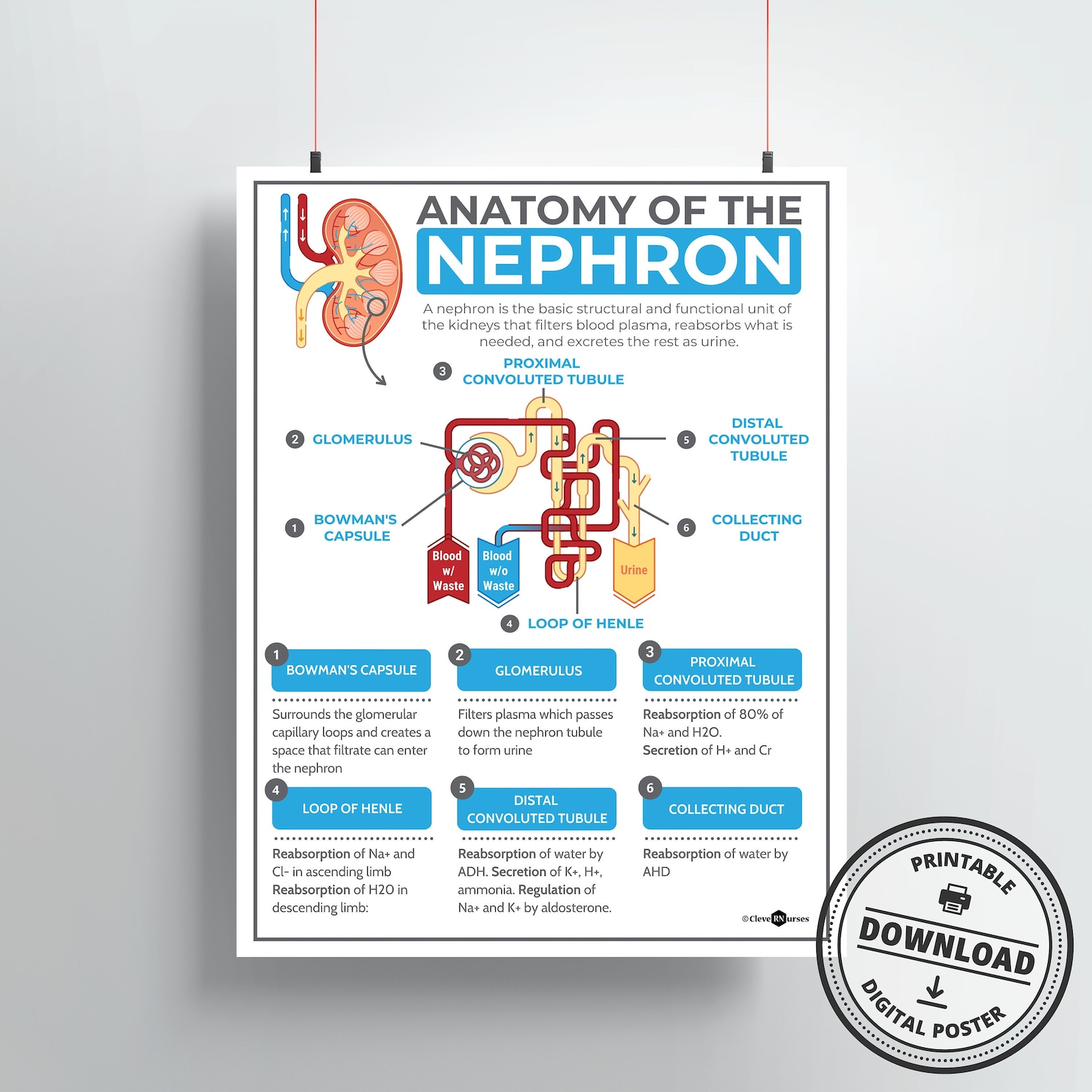 Anatomy of Nephron Print | DIGITAL DOWNLOAD | Nephrologist Gift ...