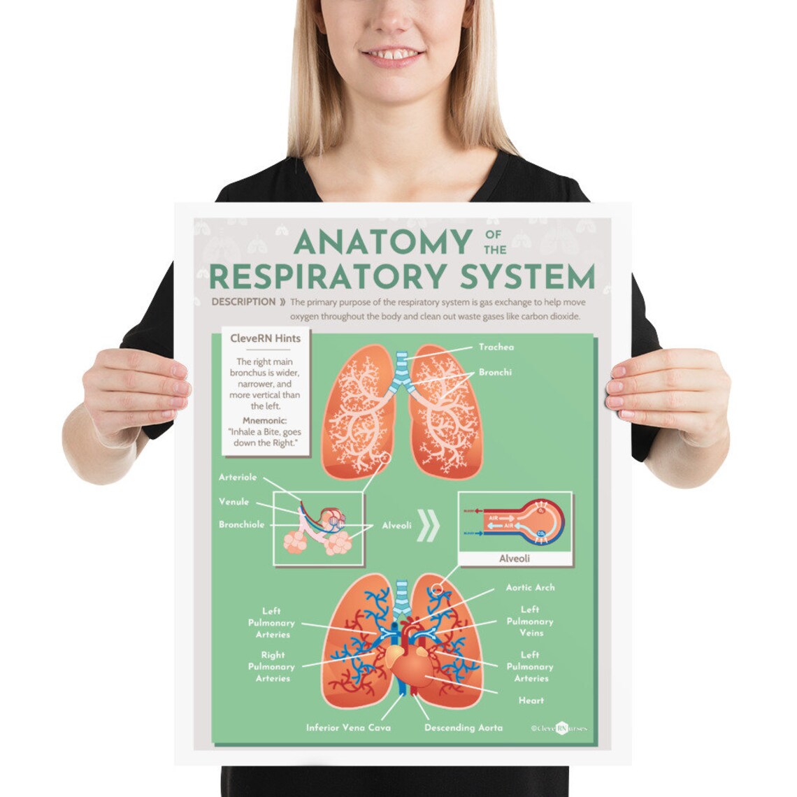 Anatomy of the Respiratory System Infographic Part 2 Poster | Etsy