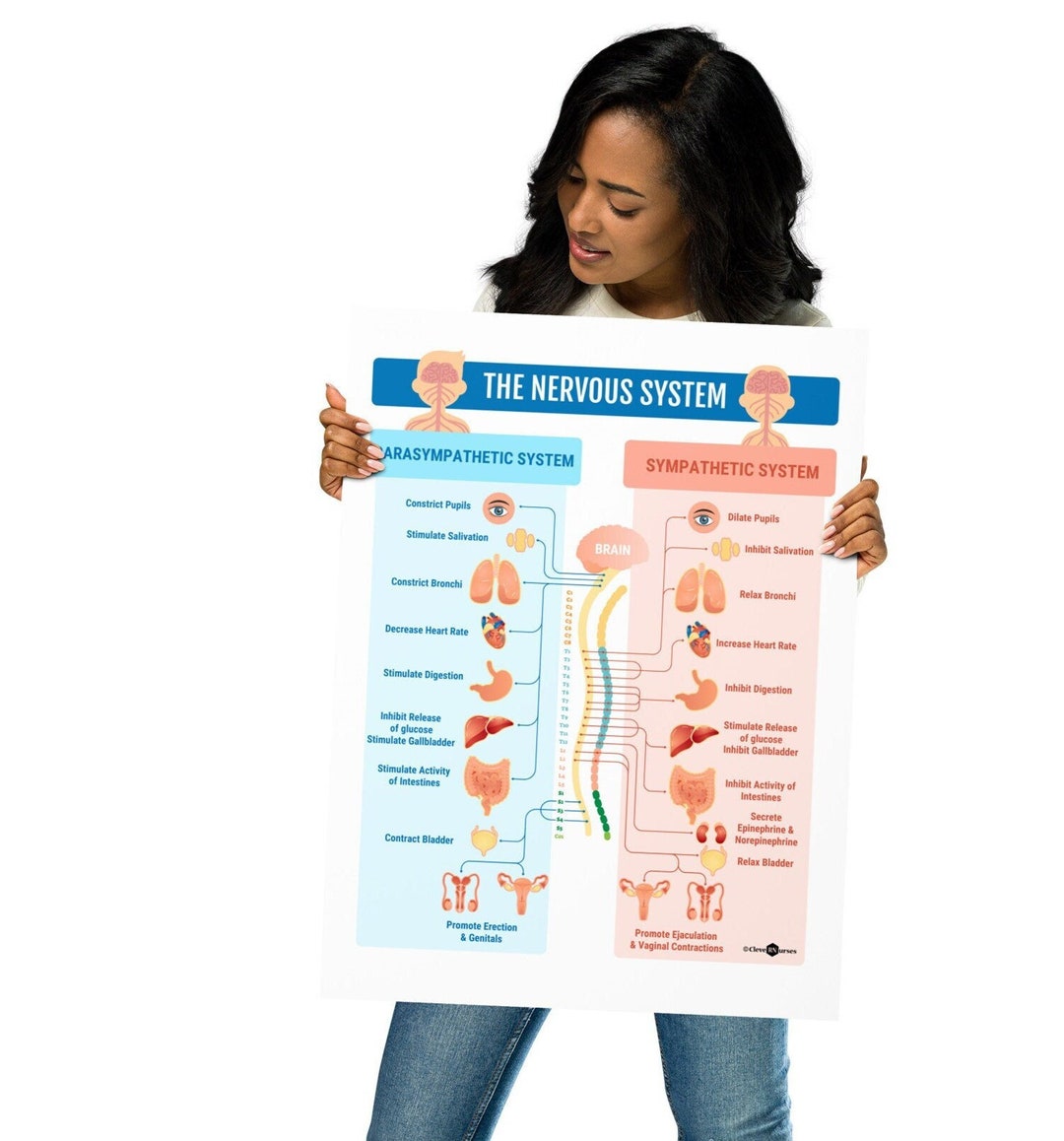 Nervous System Print | Neurology Gift | Doctor Office Decor | Medical ...