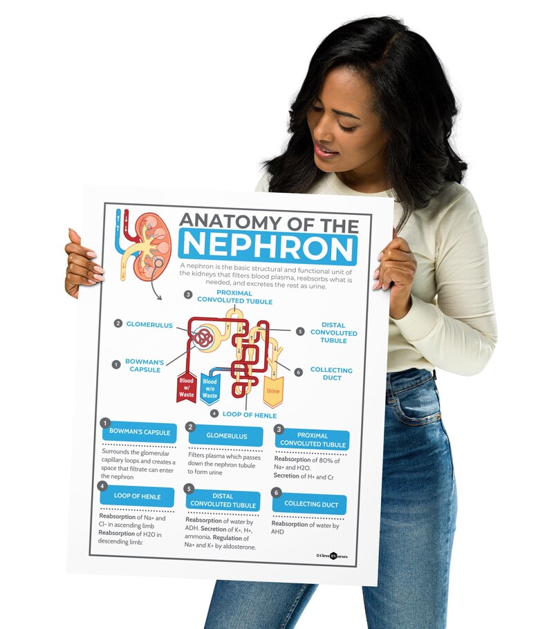 Anatomy of Nephron Print | Nephrologist Gift | Doctor Office Decor ...
