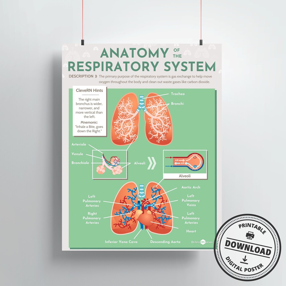 Respiratory System Anatomy Print B DIGITAL DOWNLOAD Pulmonologist Gift ...