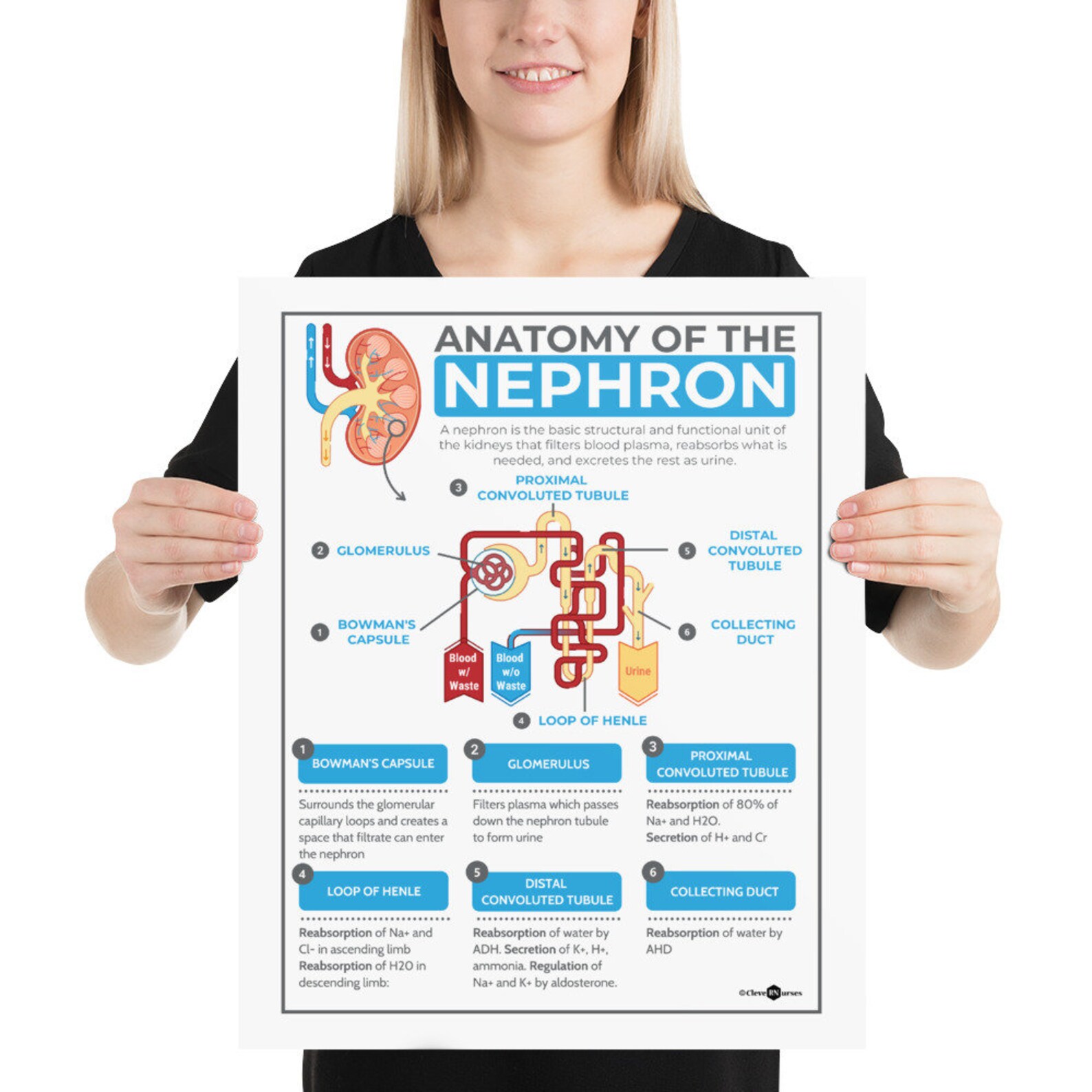 Anatomy of Nephron Print Nephrologist Gift Doctor Office - Etsy