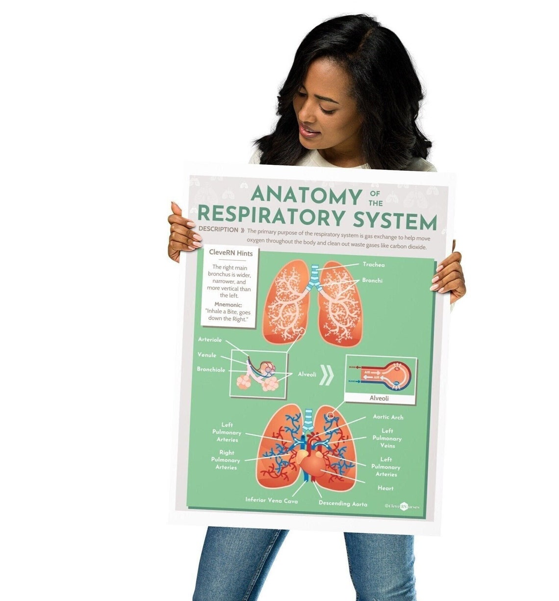 Respiratory System Anatomy Print B Pulmonologist Gift Doctor Office ...