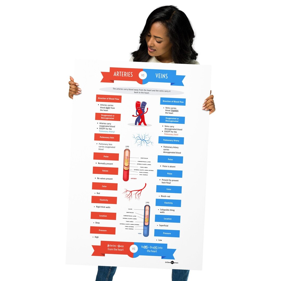 Arteries and Veins Print | Cardiologist Gift | Doctor Office Decor ...