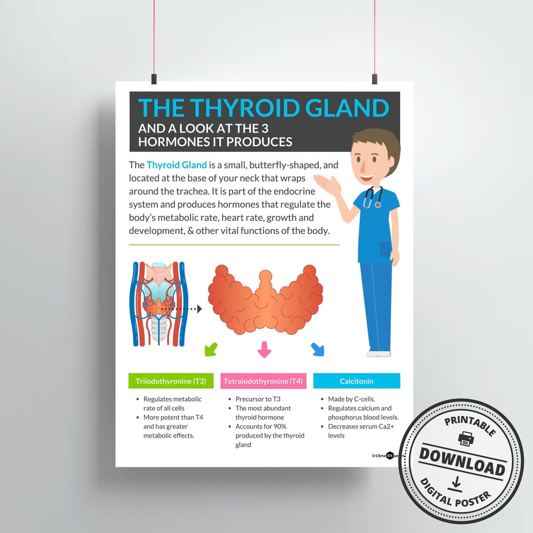 Thyroid Gland Function Print | DIGITAL DOWNLOAD | Endocrinologist Gift ...