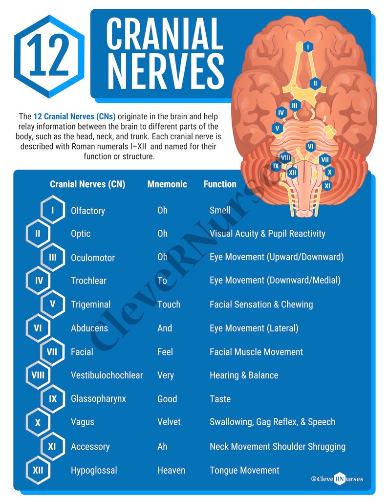 12 Cranial Nerves Print DIGITAL DOWNLOAD Neurology Gift - Etsy