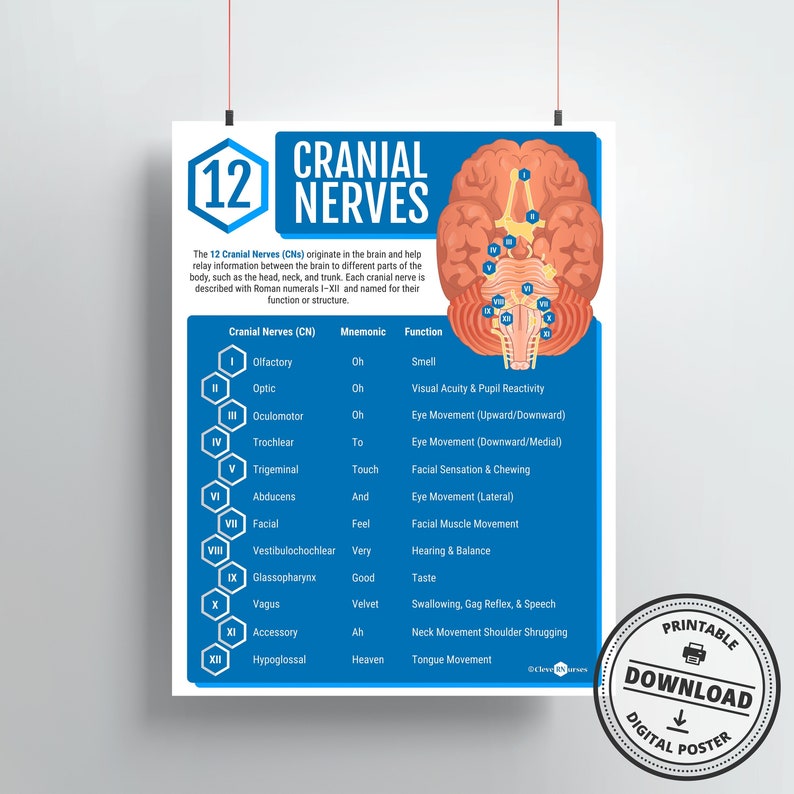 12 Cranial Nerves Print | DIGITAL DOWNLOAD | Neurology Gift | Doctor ...