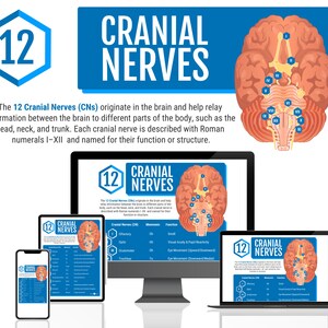 12 Cranial Nerves Print | DIGITAL DOWNLOAD | Neurology Gift | Doctor ...