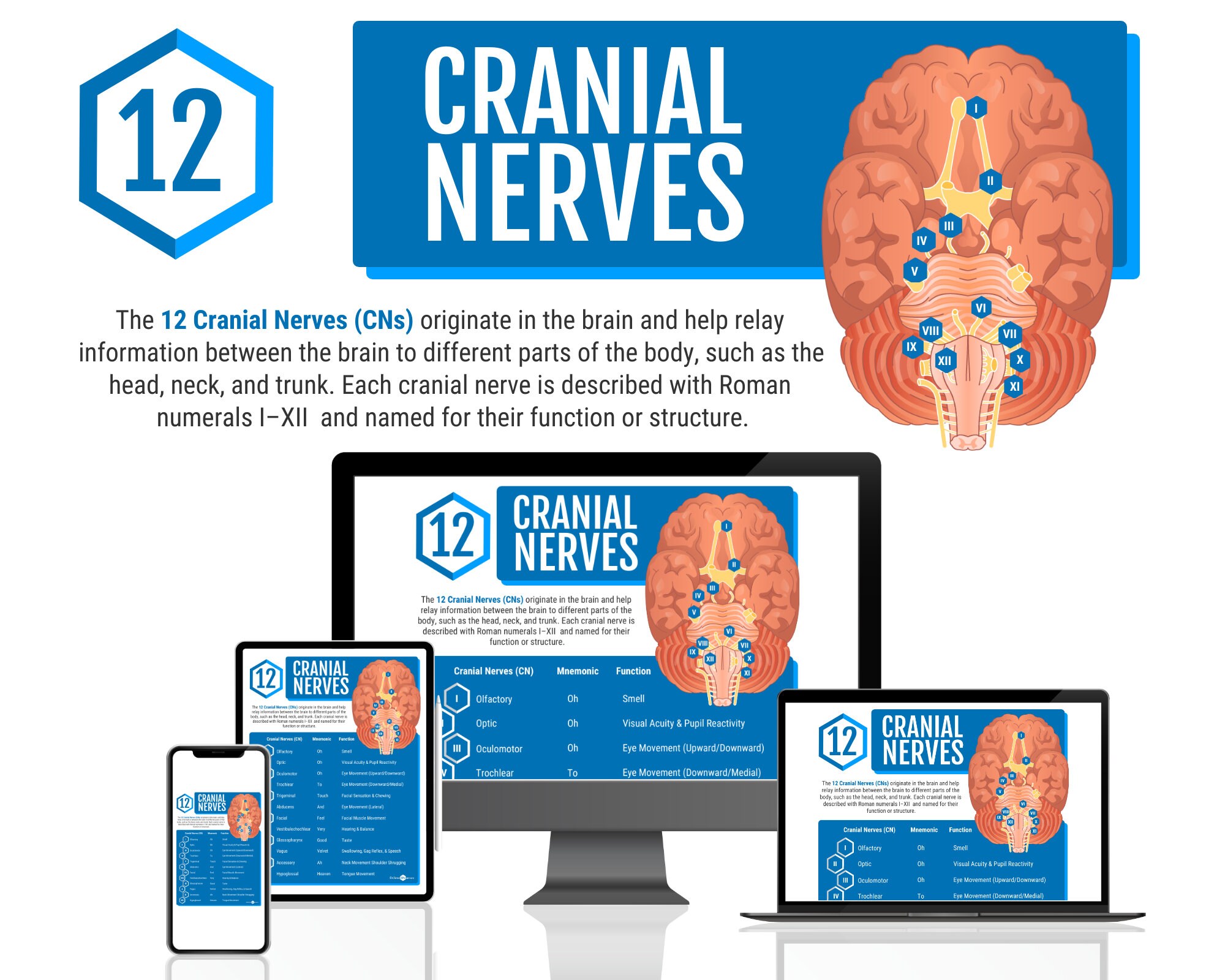 12 Cranial Nerves Print | DIGITAL DOWNLOAD | Neurology Gift | Doctor ...