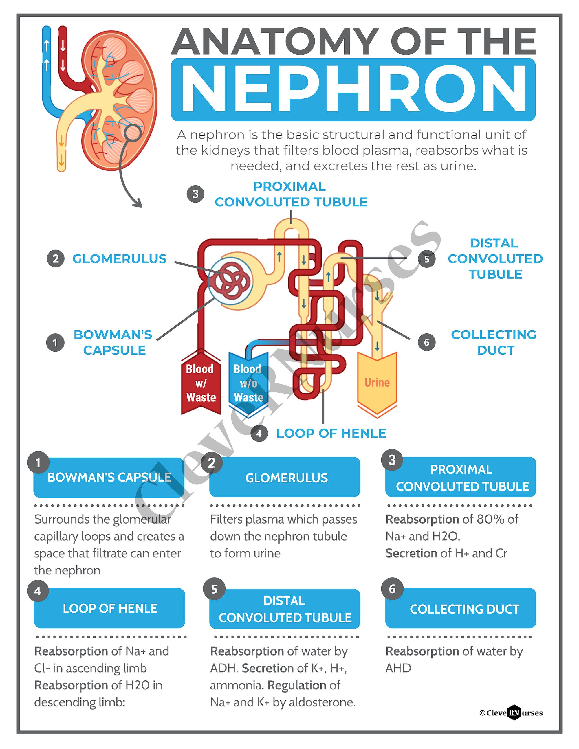 Anatomy of Nephron Print DIGITAL DOWNLOAD Nephrologist - Etsy
