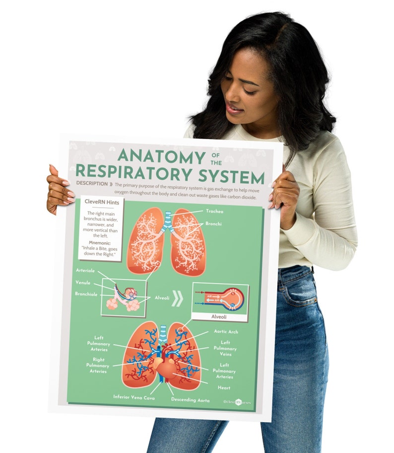 Respiratory System Anatomy Print B | Pulmonologist Gift | Doctor Office ...