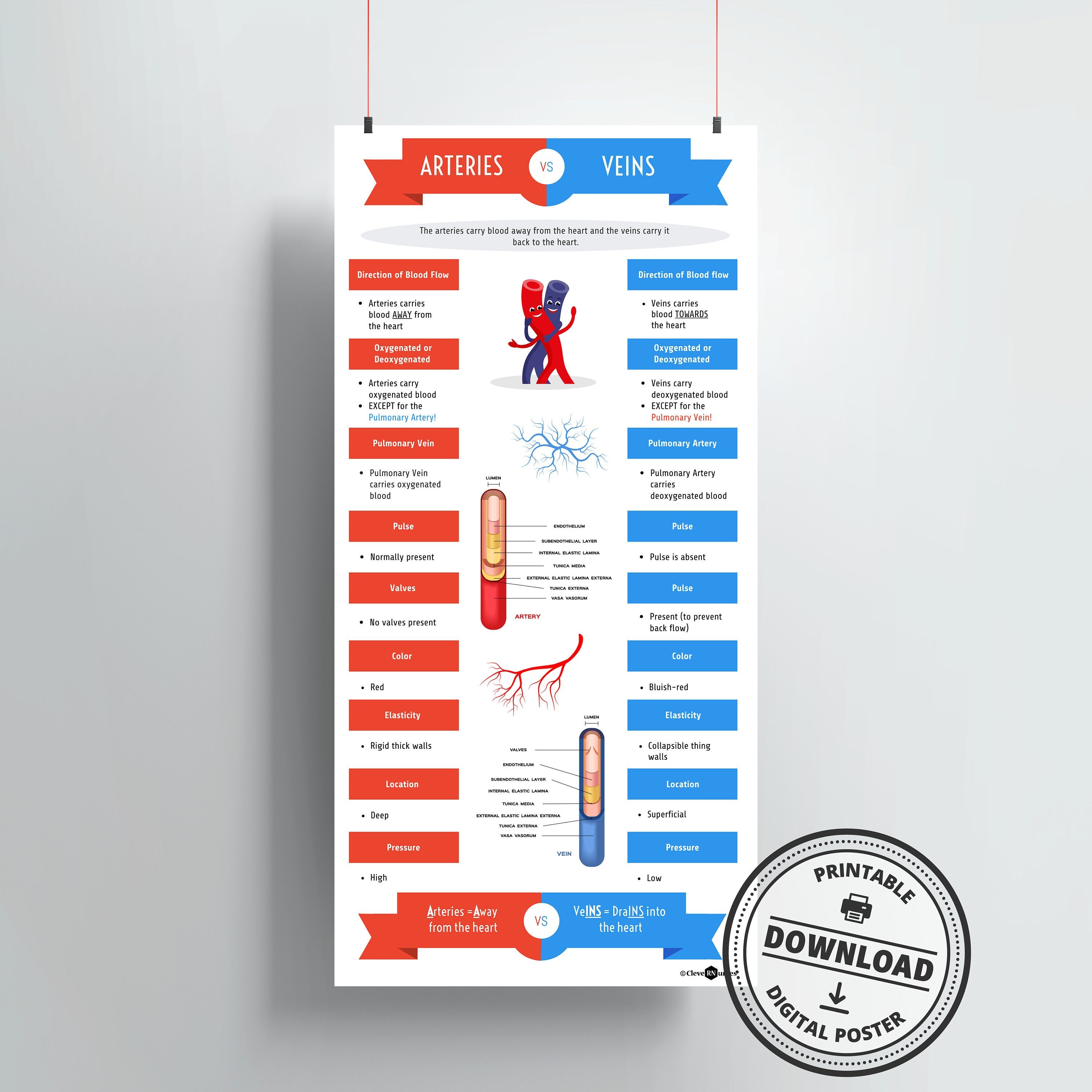 Arteries and Veins Print | DIGITAL DOWNLOAD | Cardiologist Gift ...
