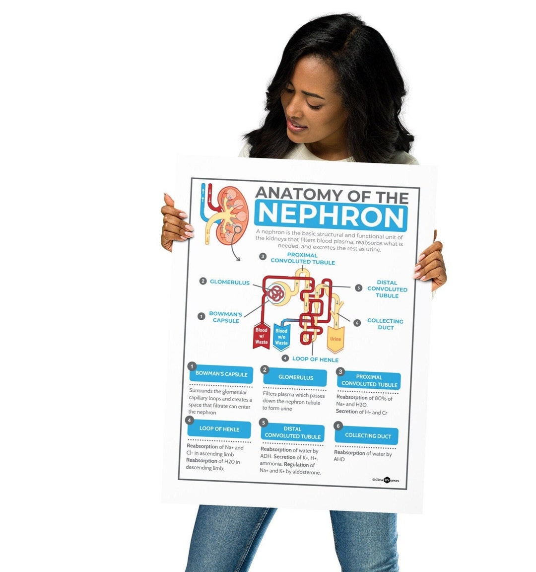 Anatomy of Nephron Print | Nephrologist Gift | Doctor Office Decor ...