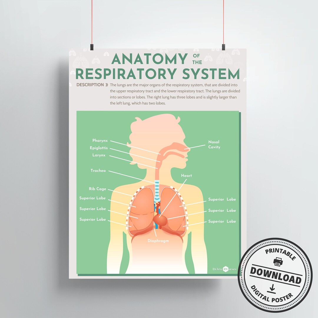 Respiratory System Anatomy Print A | DIGITAL DOWNLOAD | Pulmonologist ...