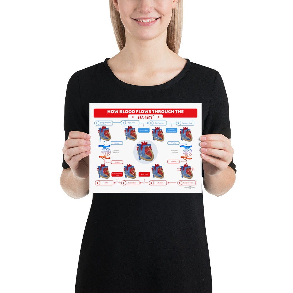 How Blood Flows Through the Heart Print | Cardiologist Gift | Doctor ...
